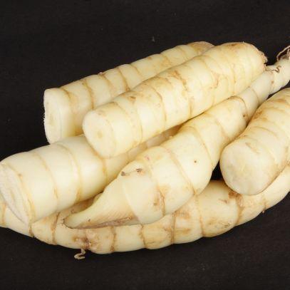 Araruta: Conheça os Usos e Benefícios dessa Raiz Versátil – Zona ...