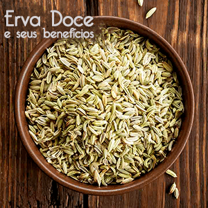 Erva Doce e seus benefícios – Zona Cerealista Online